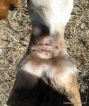 Mud Fever/Greasy Heel Treatment Tips - Natural Horse World