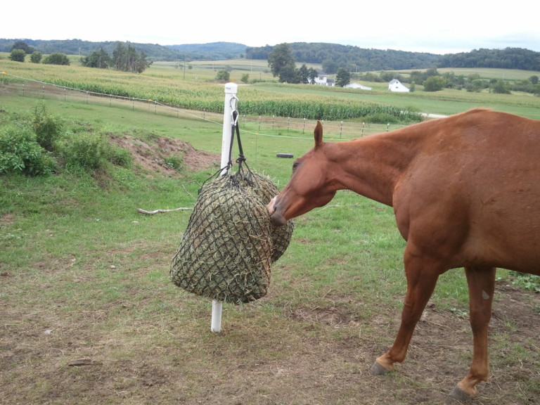 How to use slow feed hay nets for horses - Natural Horse World