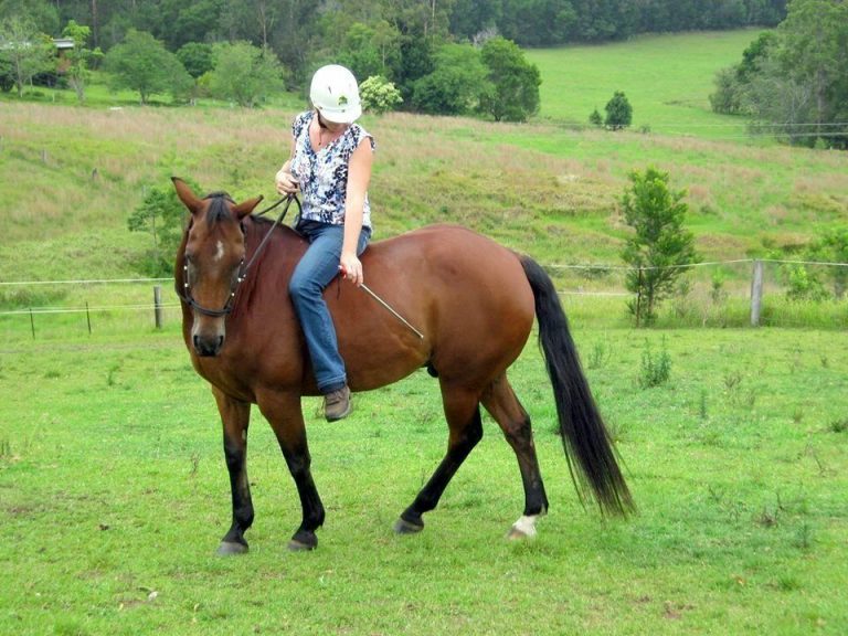 Get Better Bitless Control by Moving the Hind End - Natural Horse World