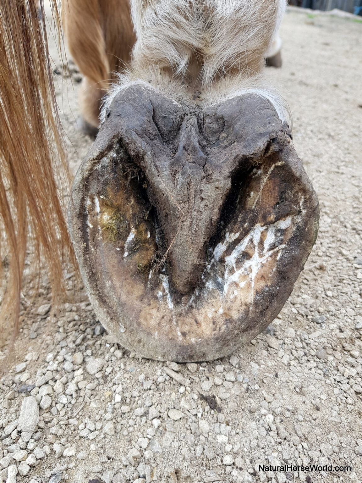 Aiming for self-trimming horse hooves - Natural Horse World